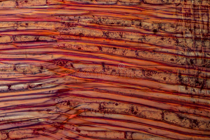 Wood Microscopic Hardwood Stock Photos - Free & Royalty-Free Stock ...