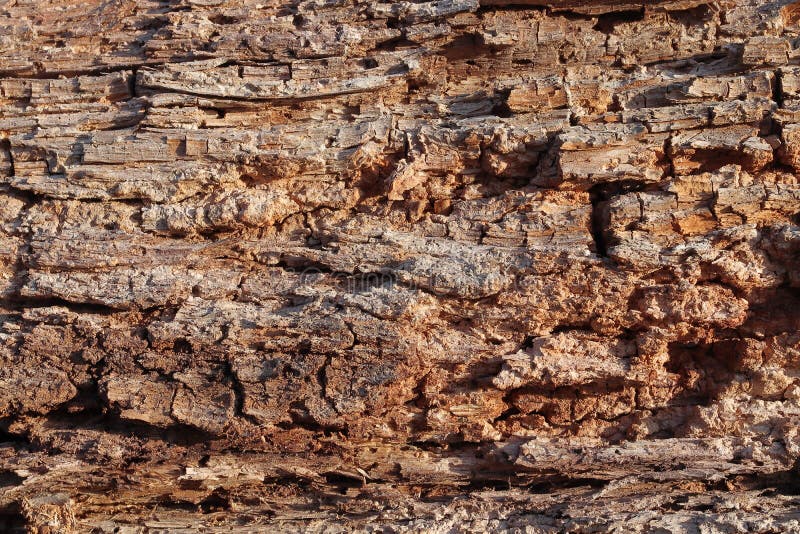 Longitudinal Section of an Old Tree Stock Image - Image of brown ...