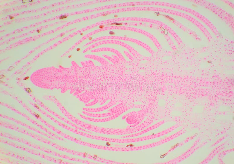 Longitudinal Section of the Stem Water Plant Under the Microscope ...