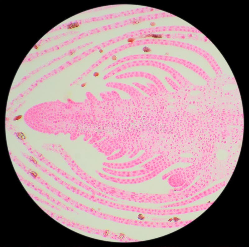 Longitudinal Section of the Stem Woody Plant Under the Microscope Stock ...