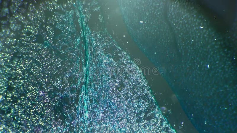 Seed of Zea Mays in Longitudibak Section Filmed in Lab Under Microscope ...