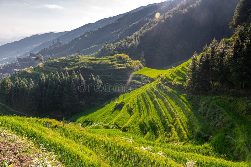 Longji Dragon S Backbone Terraced Rice Fields. Yangshuo, China Stock ...