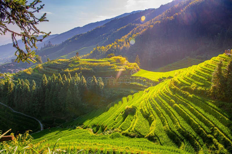 Longji Dragon S Backbone Terraced Rice Fields. Yangshuo, China Stock ...