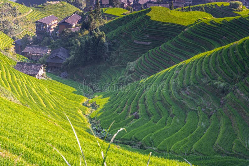 Longji Dragon S Backbone Terraced Rice Fields. Yangshuo, China Stock ...