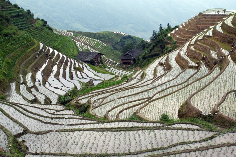 Longji Rice Terraces, Guangxi Province, China Stock Image - Image of ...