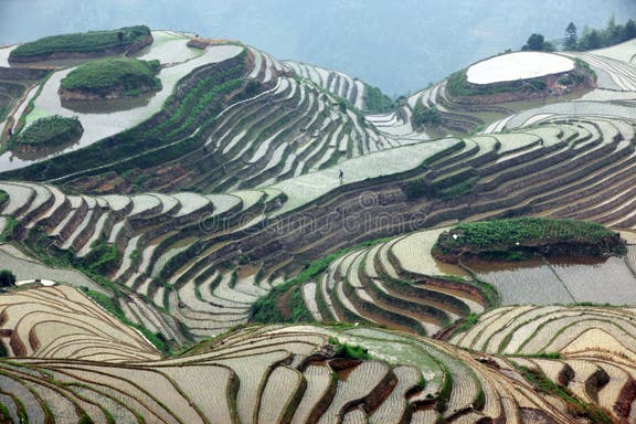 Longji Rice Terraces, China Stock Image - Image of longji, minority ...