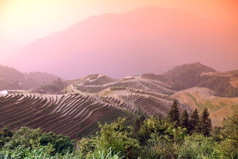 Longji Rice Terraces, Guangxi Province, China Stock Image - Image of ...