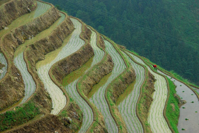 Longji Terrace Fields in Guilin Stock Image - Image of longshen ...