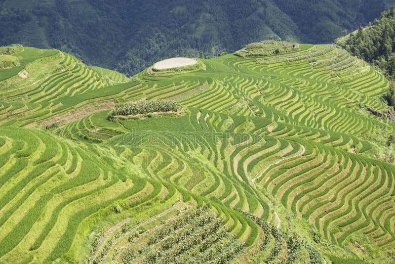 Terraced rice fields stock image. Image of outside, outdoors - 15693067