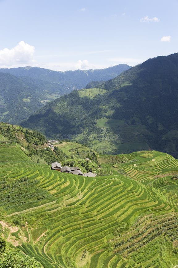 Longji Terraced Rice Fields Stock Photo - Image of farmland, longsheng ...