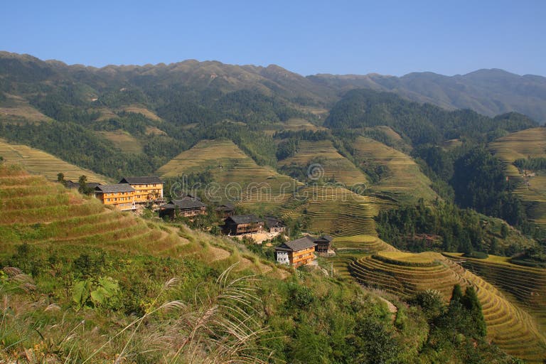 Longji Terraced Rice Fields Stock Photo - Image of dragons, farming ...