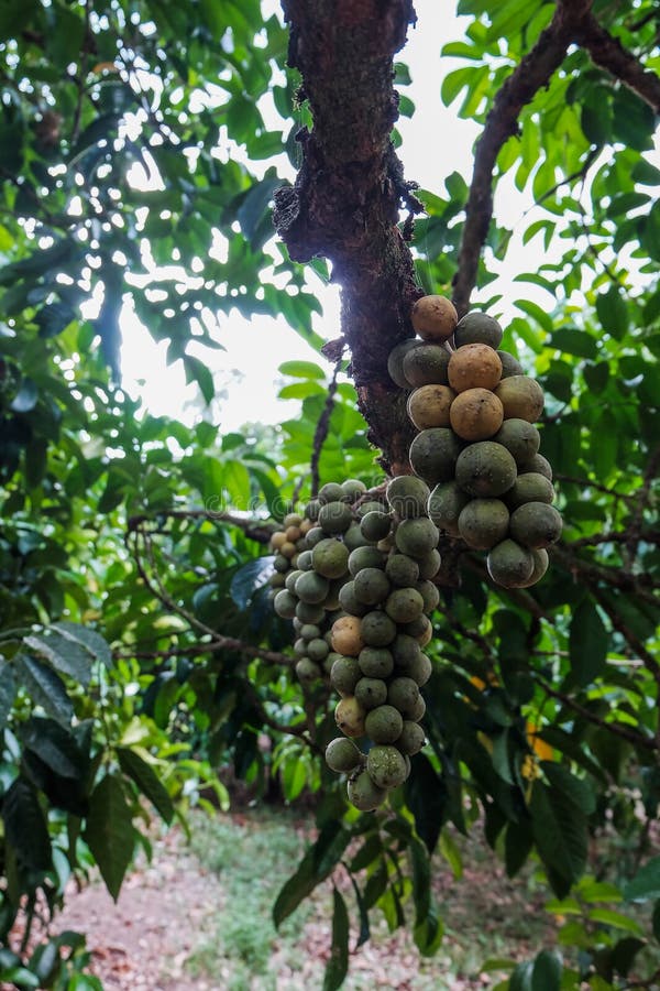 Longkong Bunches on the Tree Stock Image - Image of nature, fresh: 94544265