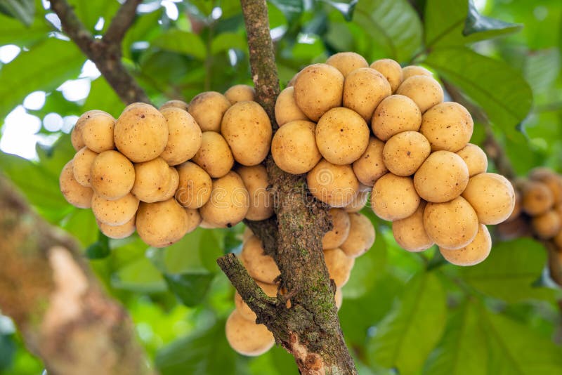 Longkong Fruit on Tree in the Garden Stock Photo - Image of longkong ...