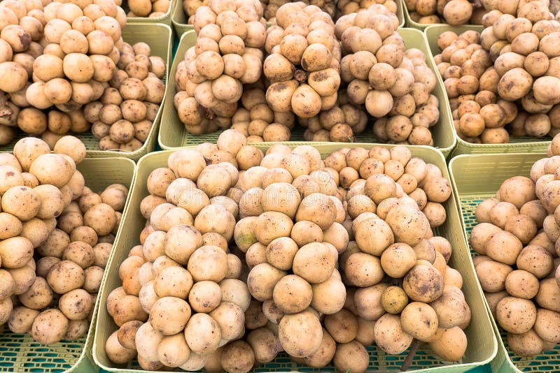 Longkong,Langsat or Lanzones Fruit, Thailand. Stock Image - Image of ...