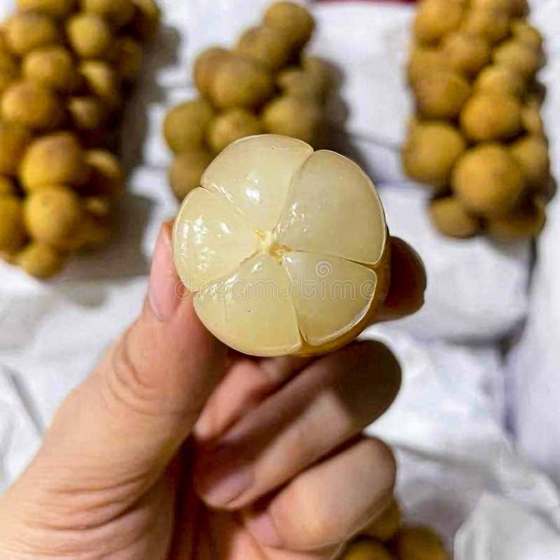 Longkong, Langsat, Thai Fruit, Sweet Stock Photo - Image of sweet ...