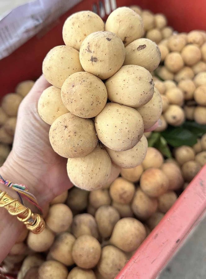 Longkong, Langsat, Thai Fruit, Sweet, Delicious Taste Stock Photo ...