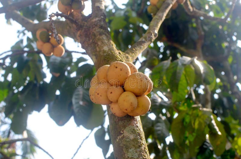 Langsat Tree. Duku Fruit. Lansium Parasiticum, Seasonal Fruits in ...