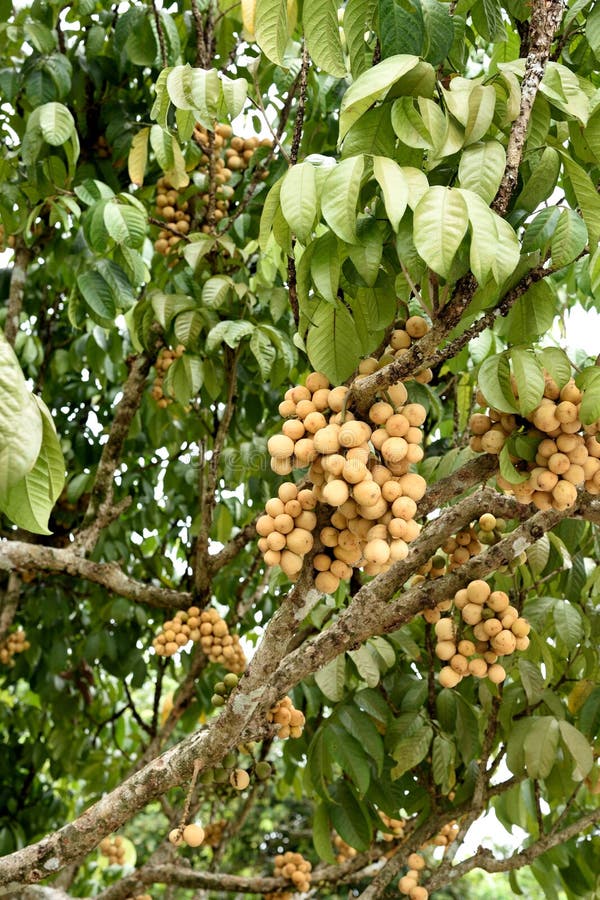 Longkong stock image. Image of tropical, lanzones, gardening - 77030783