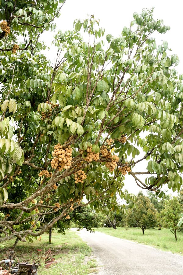 203 Lanzone Tree Stock Photos - Free & Royalty-Free Stock Photos from ...