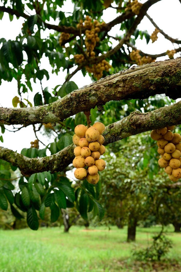 Clusters of longkong stock photo. Image of fruit, edible - 77030946