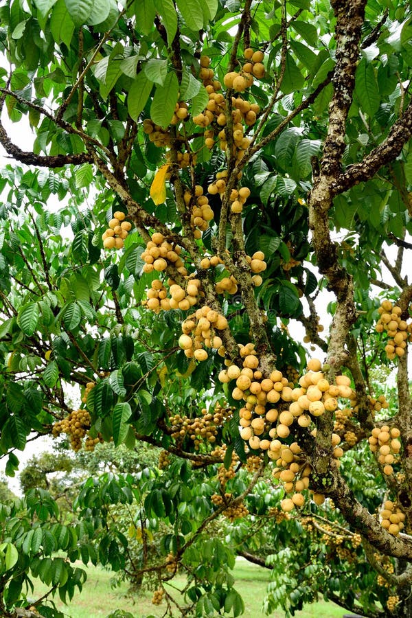 Clusters of longkong stock photo. Image of fruit, edible - 77030946