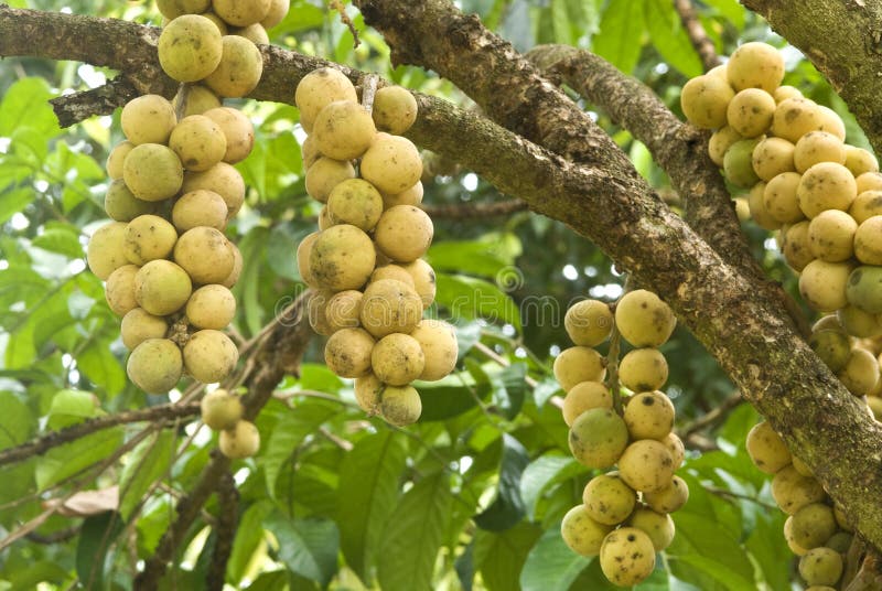 Longkong tree stock image. Image of fresh, longan, food - 24720419