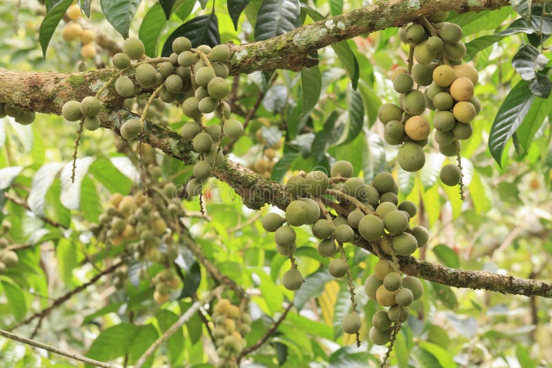Longkong on tree stock photo. Image of agriculture, sour - 26456668