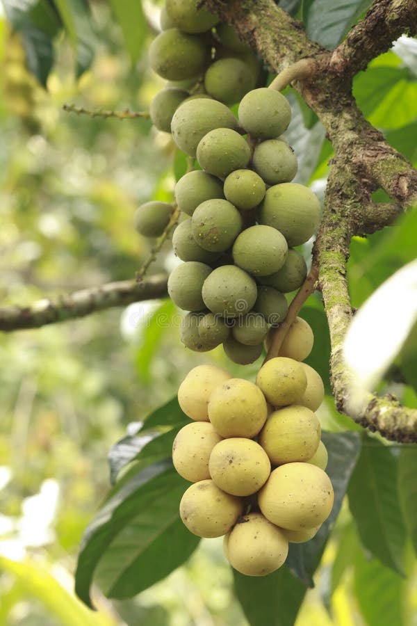 Longkong on tree stock image. Image of ripe, agriculture - 26456695