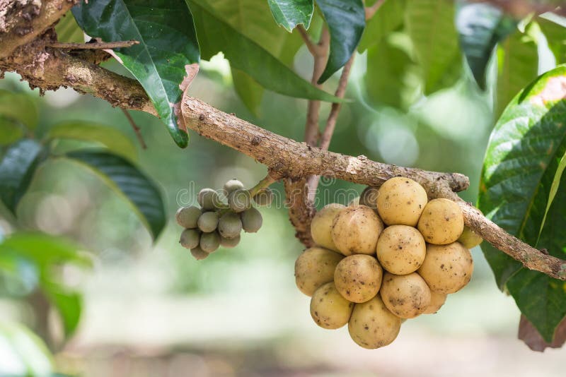 Longkong on a tree stock image. Image of asia, diet, natural - 58489083