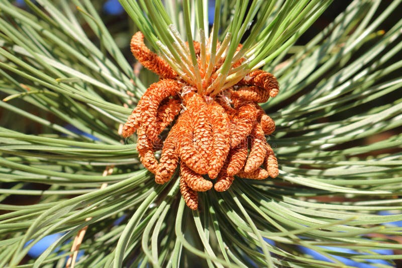 Longleaf Pine and Cones stock image. Image of longleaf - 102962293