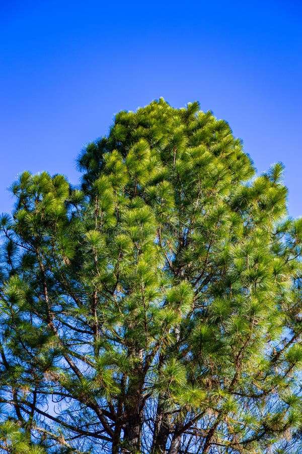 Southern Longleaf Pine Stock Photos - Free & Royalty-Free Stock Photos ...