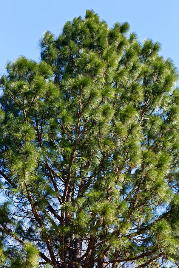 Longleaf Pine, the Longest Leaf in the World. Stock Image - Image of ...