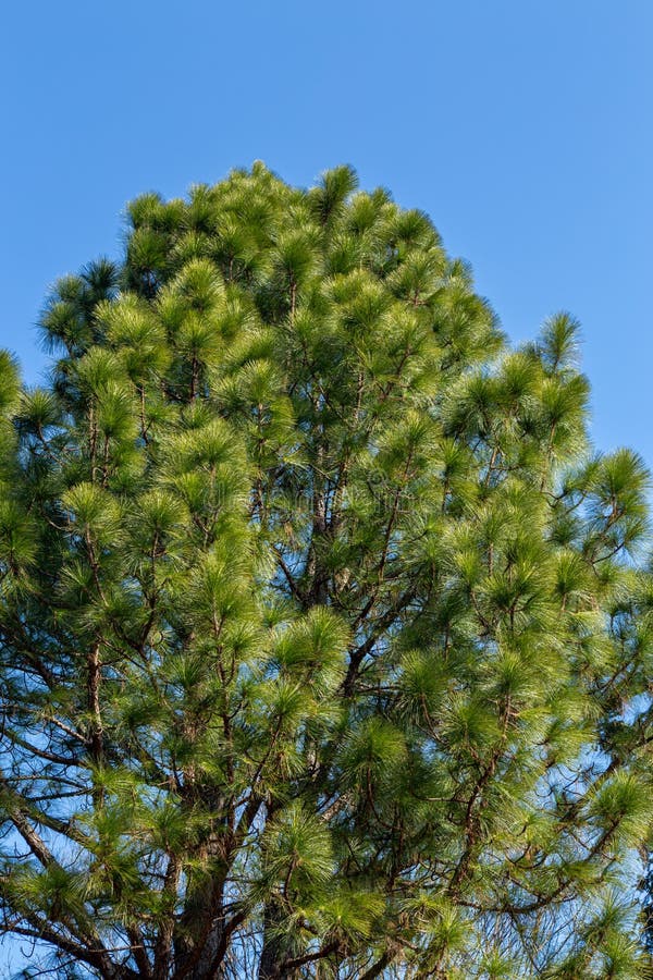 Longleaf Pine, the Longest Leaf in the World. Stock Image - Image of ...