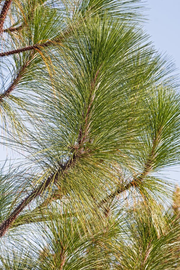 Longleaf pine stock image. Image of casuarina, yellow - 81324591
