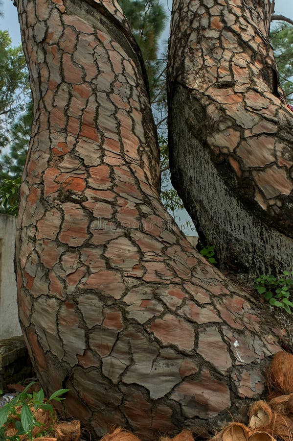 Longleaf Pine Tree in Side Golo Devta Temple or Chital Temple Complex ...