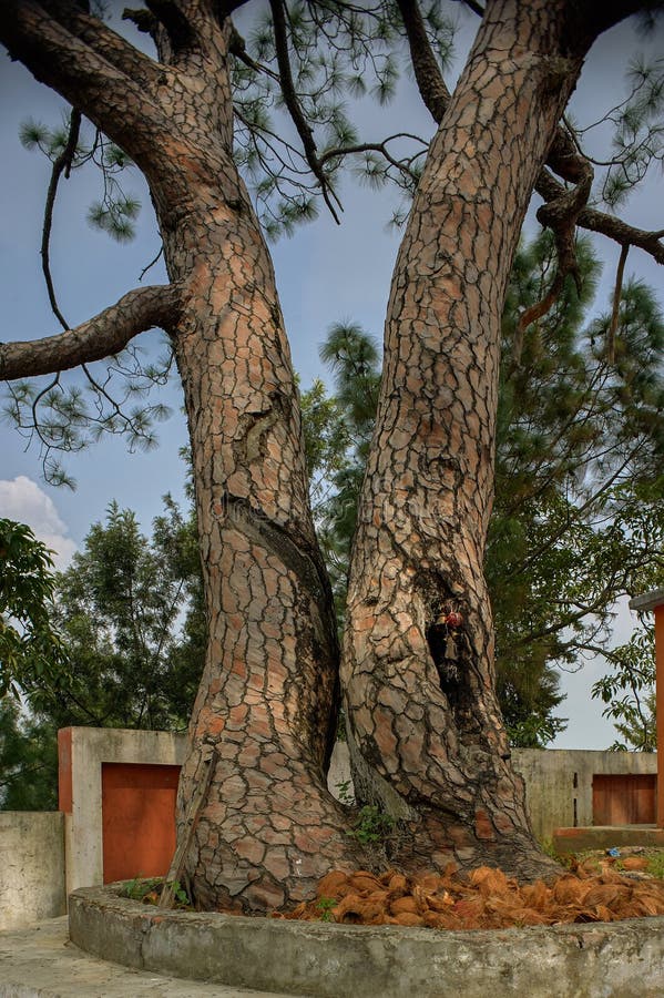 Longleaf Pine Tree in Side Golo Devta Temple or Chital Temple Complex ...