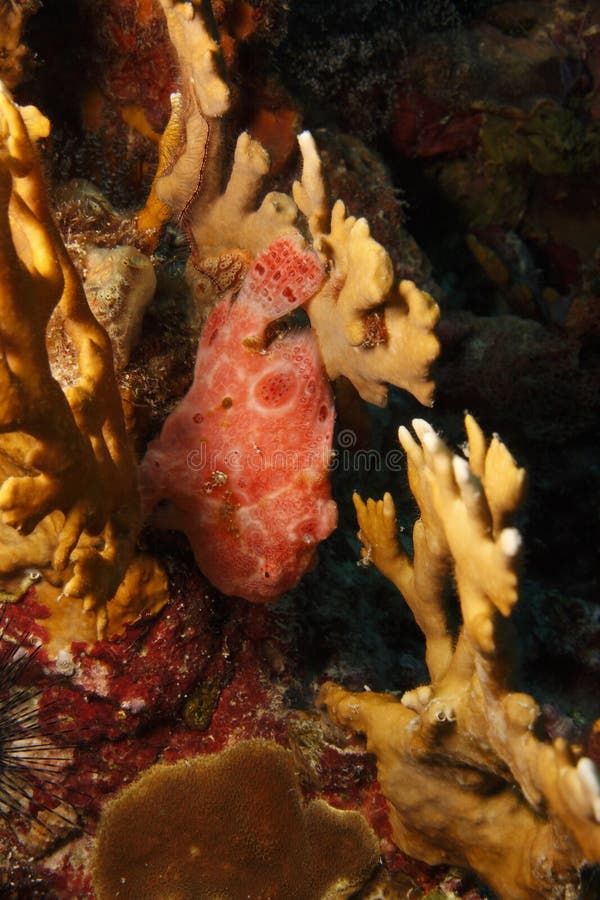 Frogfish (Antennarius Commerson) Stock Photo - Image of marine, animal ...