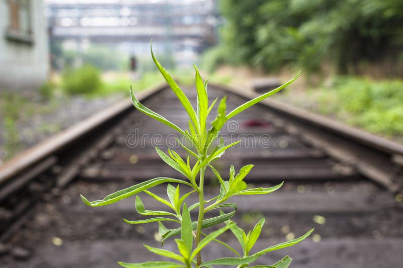The longly grass stock image. Image of railway, nature - 31869825