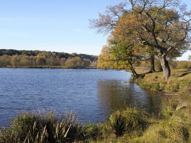 Longmore Pool, Sutton Park stock image. Image of water - 103962555