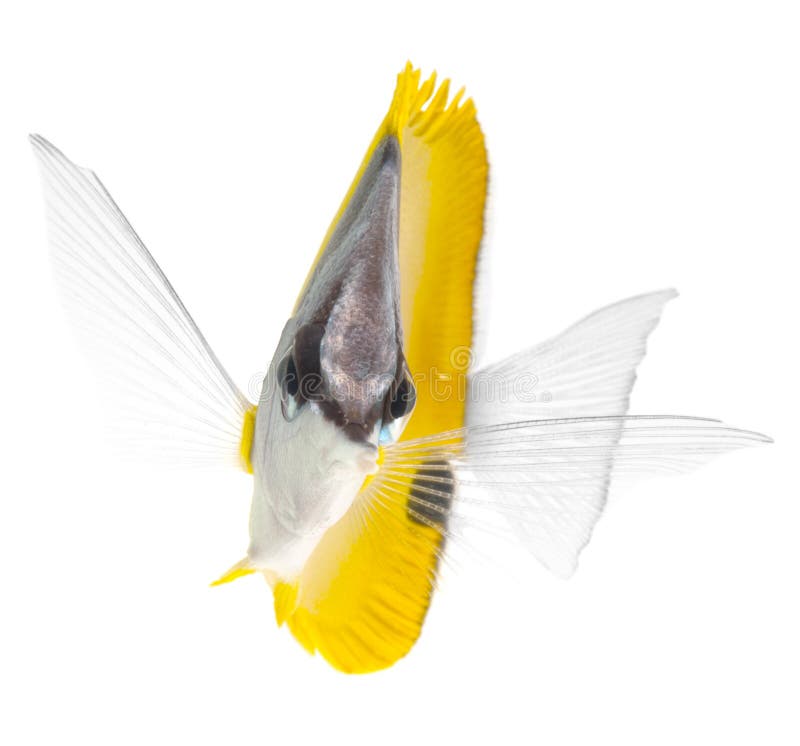 5+ Butterflyfish longnose yellow Free Stock Photos - StockFreeImages