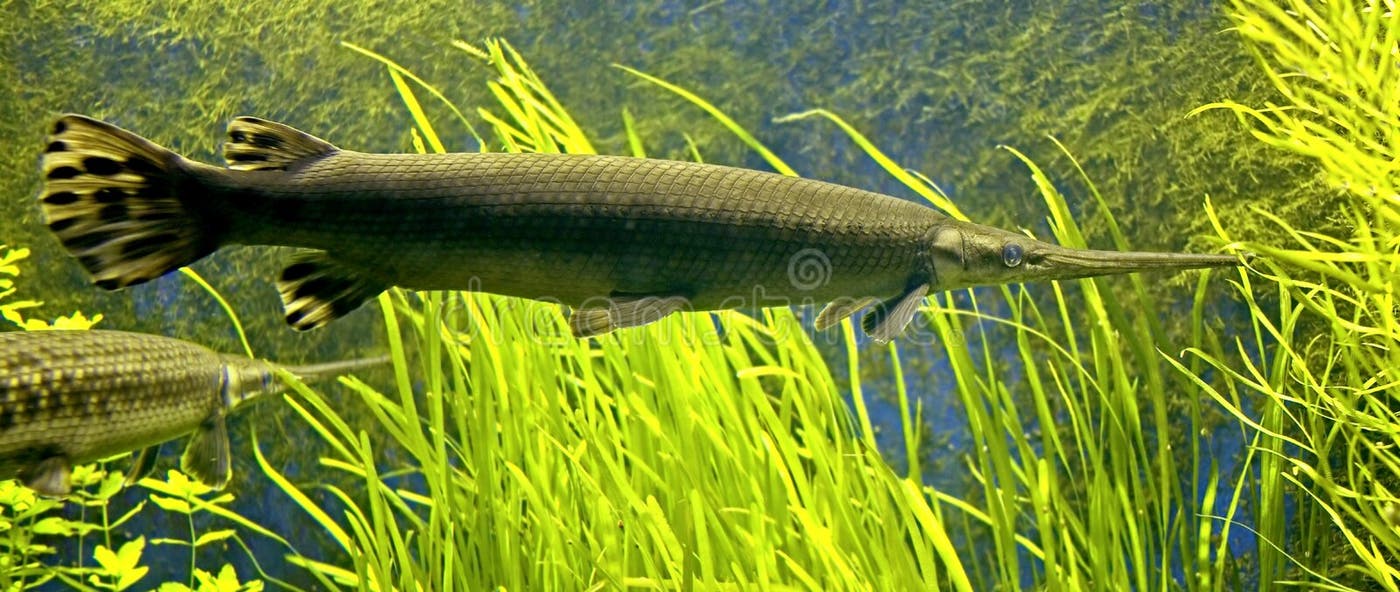 Gar Pike Stock Photos - Free & Royalty-Free Stock Photos from Dreamstime