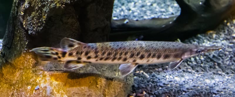 Longnose Gar or Needlenose Gar a Long and Thin Tropical Fish from ...