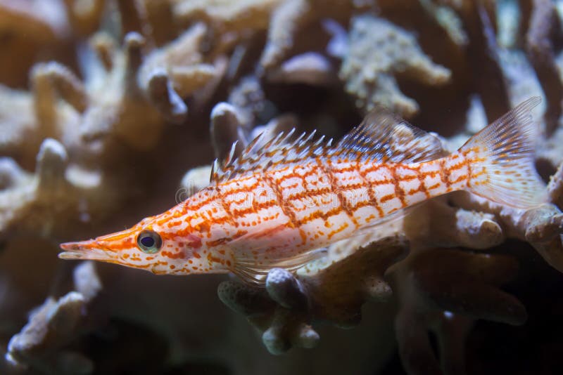 Longnose Hawkfish Oxycirrhites Typus. Stock Photo - Image of hawk ...