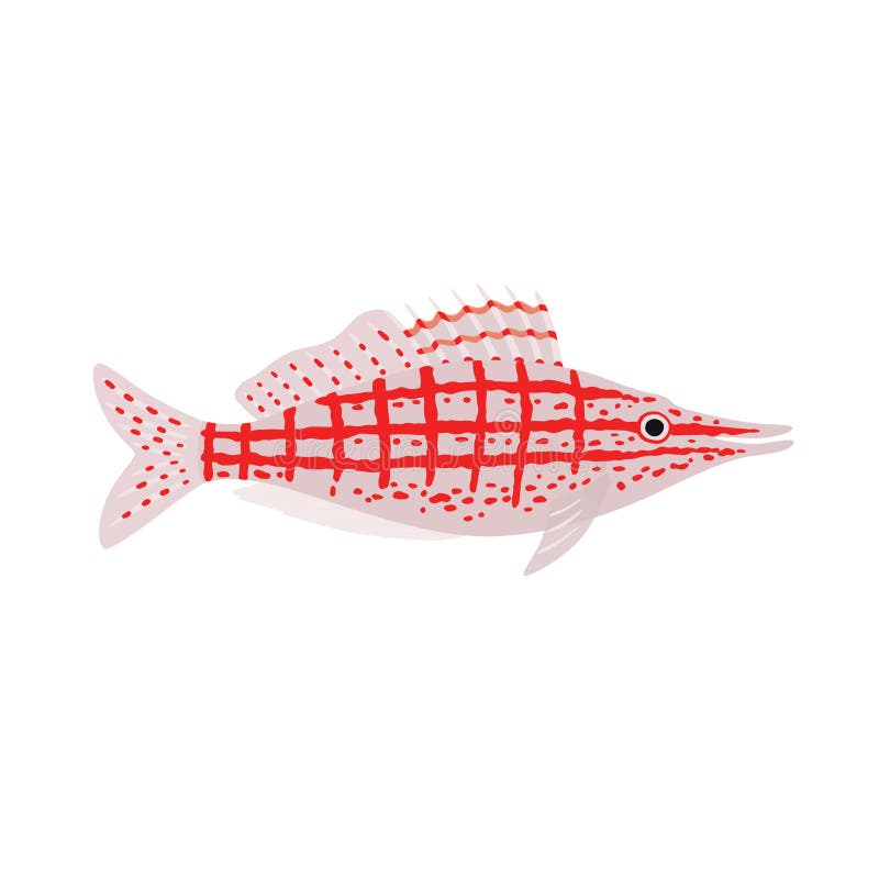 Longnose Hawkfish Fish Laboratory