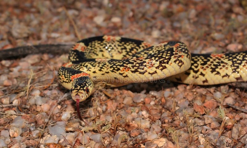 Longnose gar 2 stock image. Image of marine, aquarium - 14796749