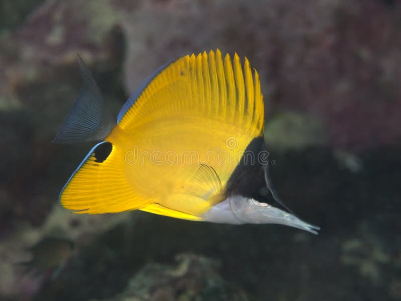 De wimpel coralfish stock afbeelding. Image of mooi, nave - 29220837