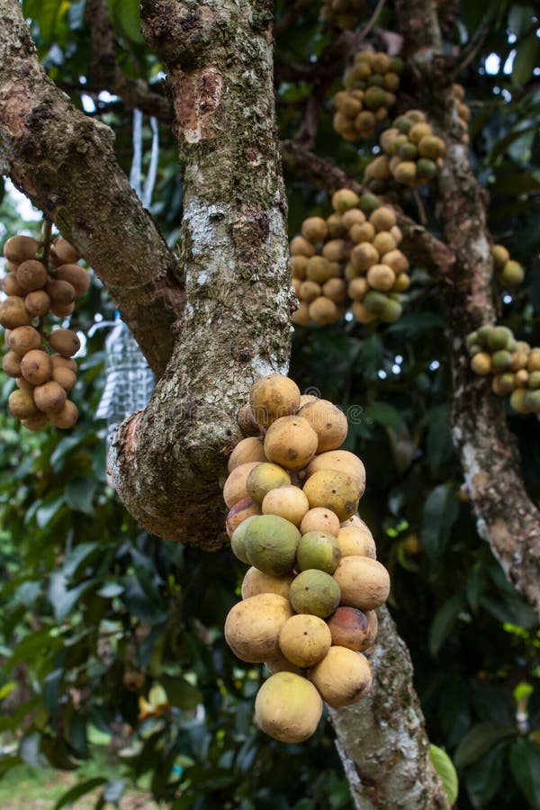 203 Lanzone Tree Stock Photos - Free & Royalty-Free Stock Photos from ...