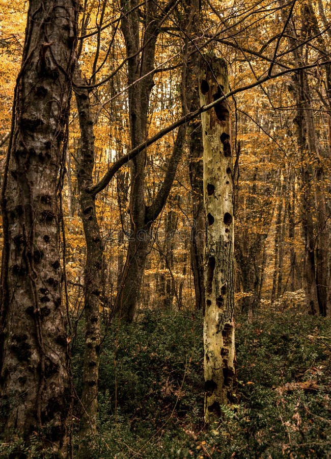 Longoz Forests Igneada Kirklareli Turkey Stock Photo - Image of ...