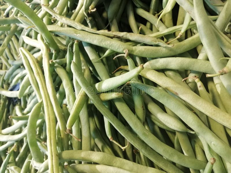 Longs Haricots Frais De La Ferme Photo stock - Image du agriculture ...