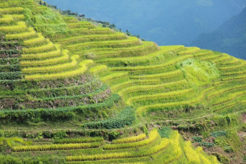 Rice Terraced Fields Wengjia Longji Longsheng Hunan China Stock Photo ...